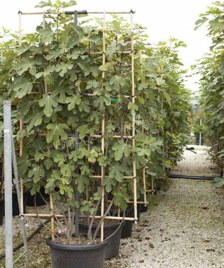 Vijgenboom 'Forma Toscana' - Ficus carica | leischerm - Afmetingen rek ...