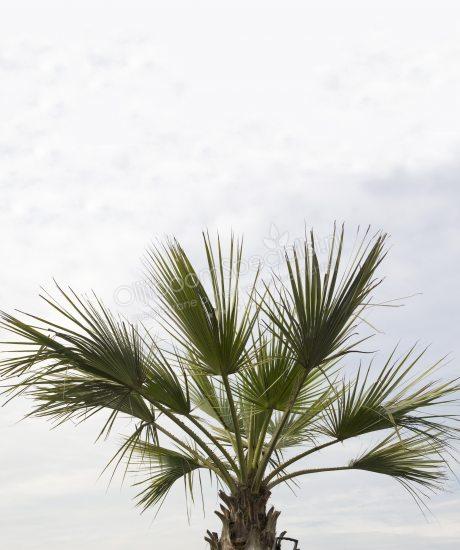 Palmboom | Brahea armata | Palmboom productinformatie | Winterharde ...