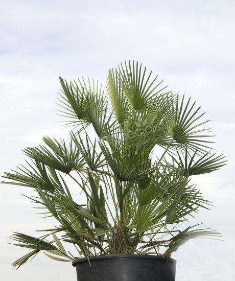 Palmboom | Chamaerops humillis | Palmboom productinformatie ...