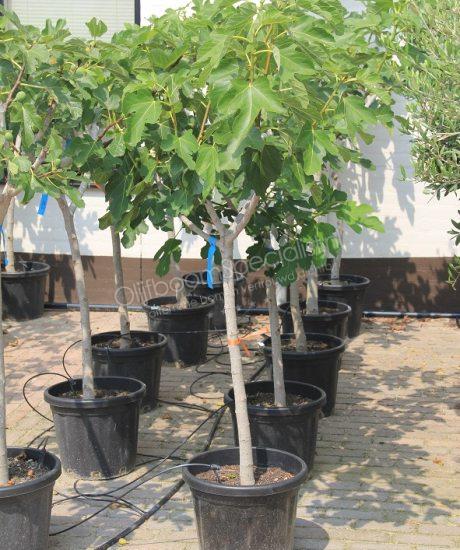 Vijgenboom - Ficus carica | Halfstam 10/15cm Stamomtrek - Hoogte incl ...